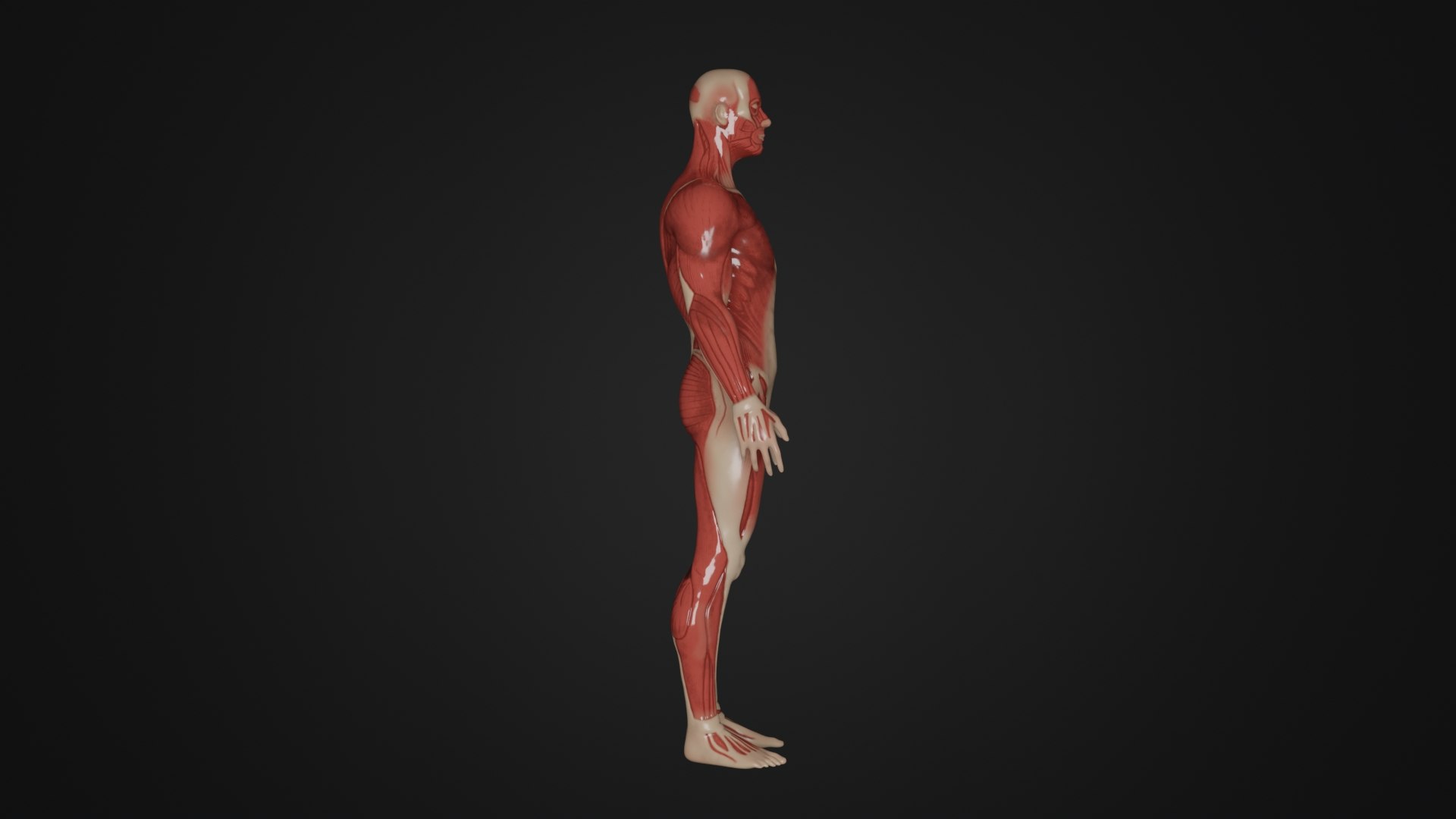 Human Anatomy-Muscular System 3D - TurboSquid 2218364