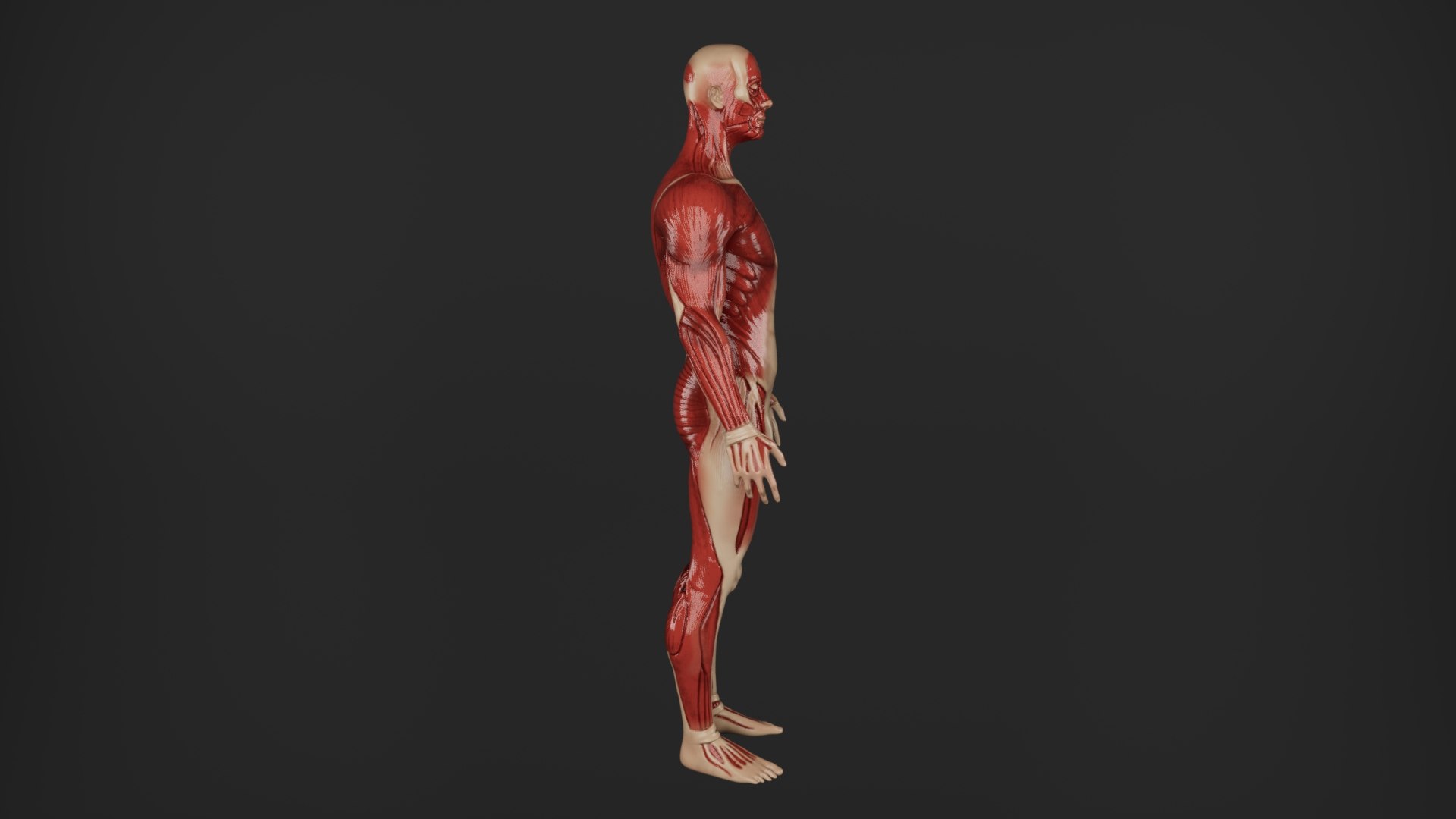 Human Anatomy-Muscular System 3D - TurboSquid 2218364