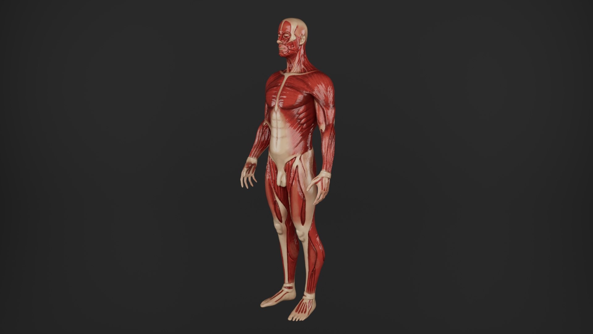 Human Anatomy-Muscular System 3D - TurboSquid 2218364