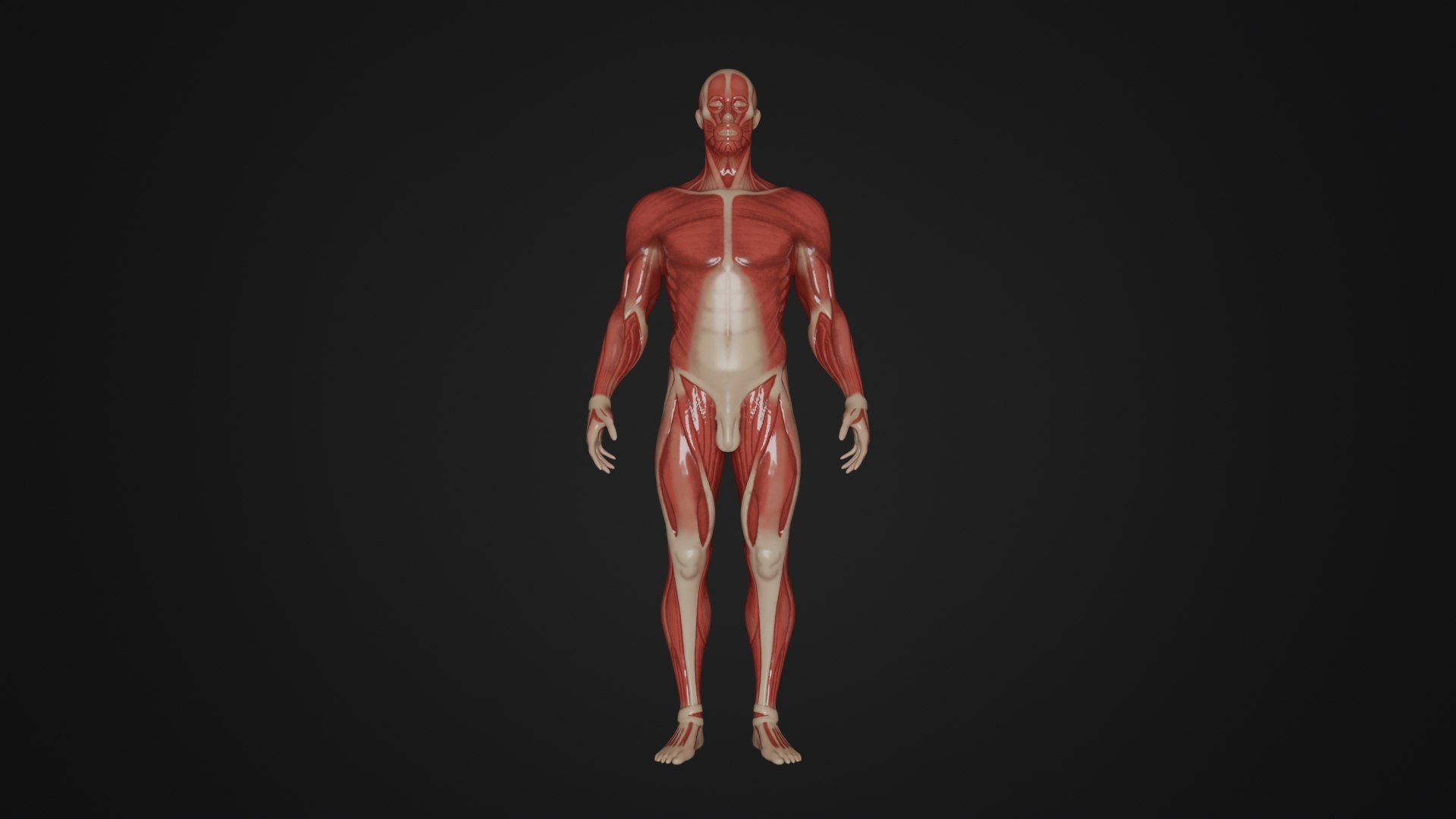 Human Anatomy-Muscular System 3D - TurboSquid 2218364
