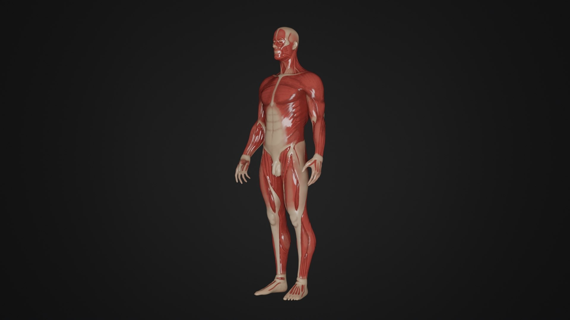 Human Anatomy-Muscular System 3D - TurboSquid 2218364