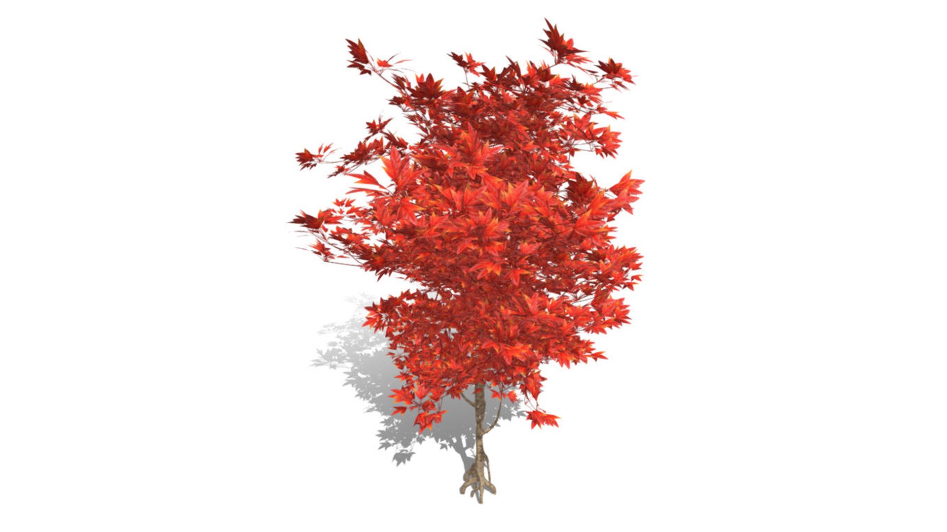 Japans Maple Tree 3D - TurboSquid 2069446