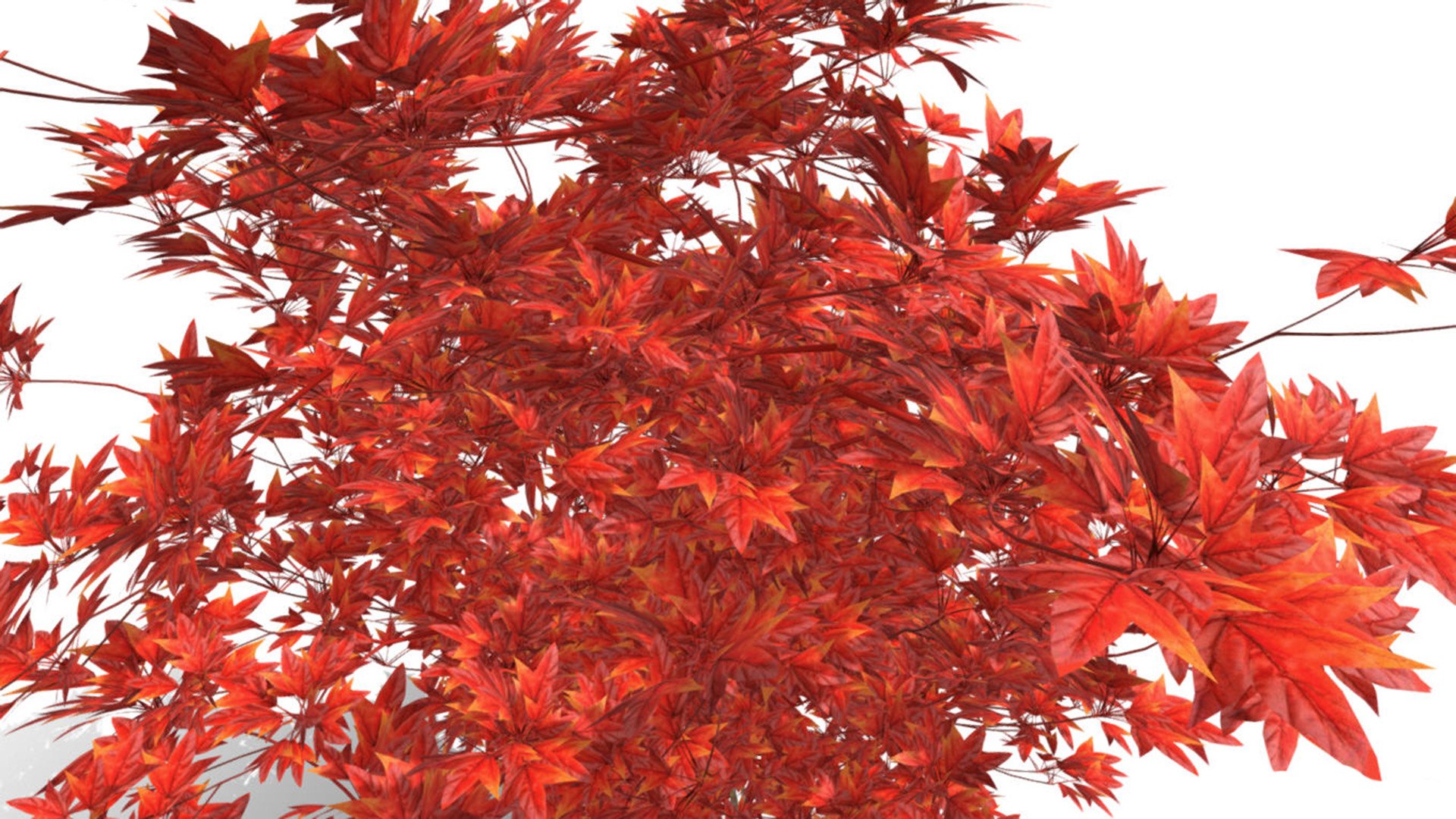 Japans Maple Tree 3D - TurboSquid 2069446