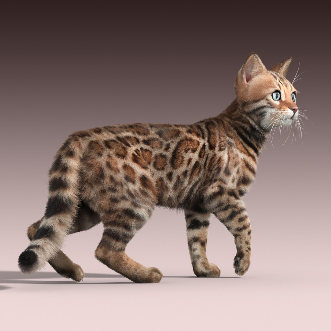 max bengal cat fur hair animation