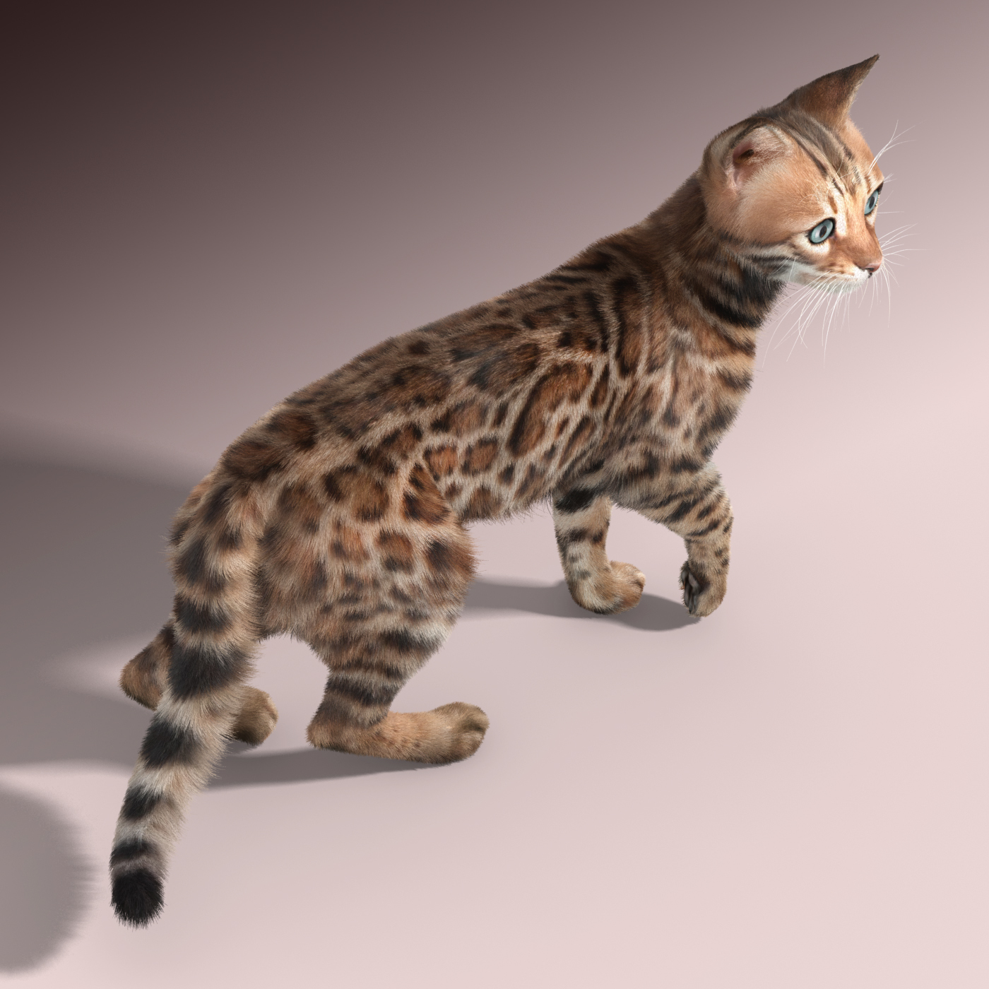 max bengal cat fur hair animation