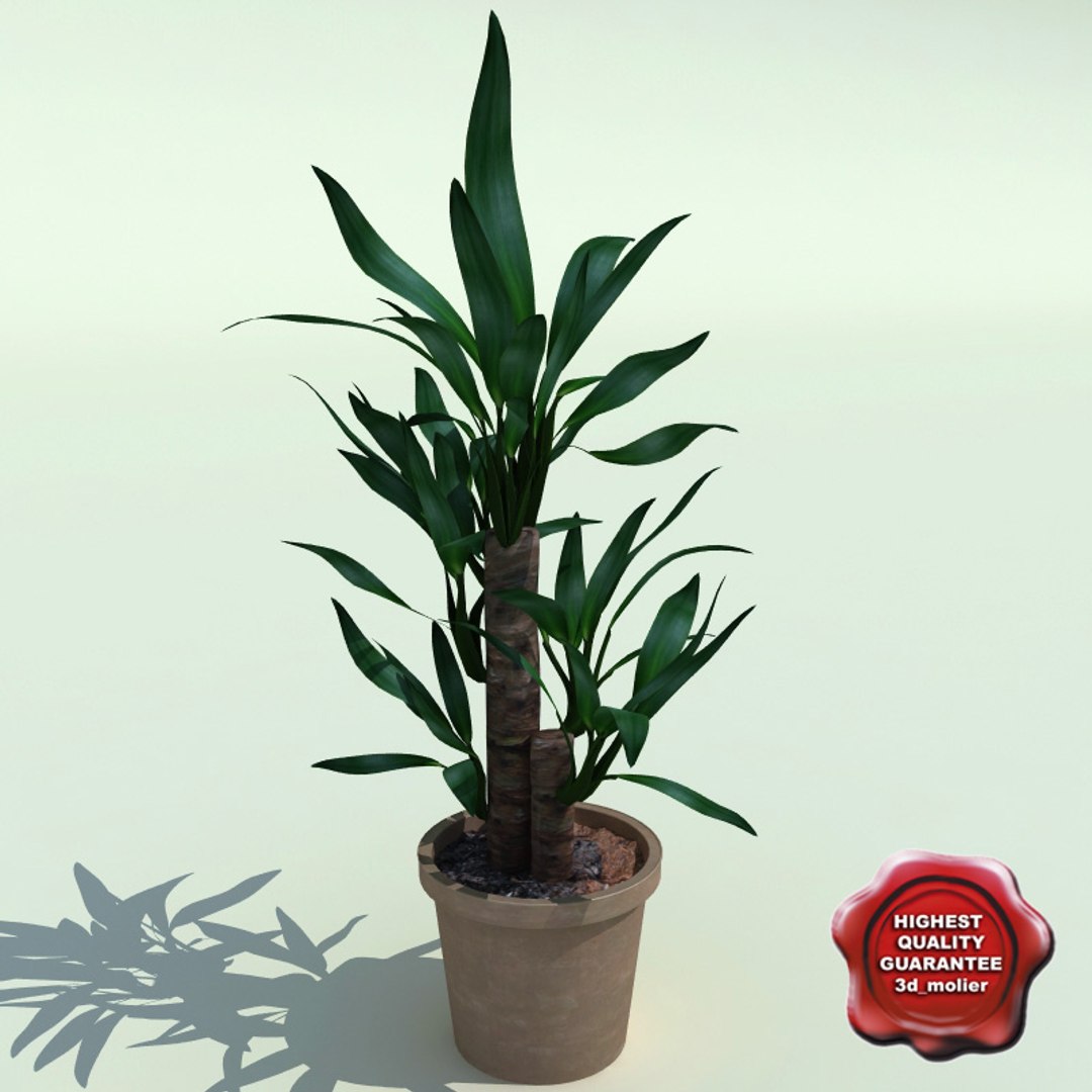Dracaena Santa Rosa V2 3d Max