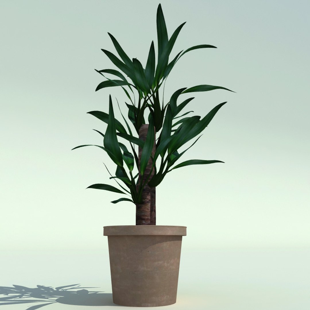 Dracaena Santa Rosa V2 3d Max