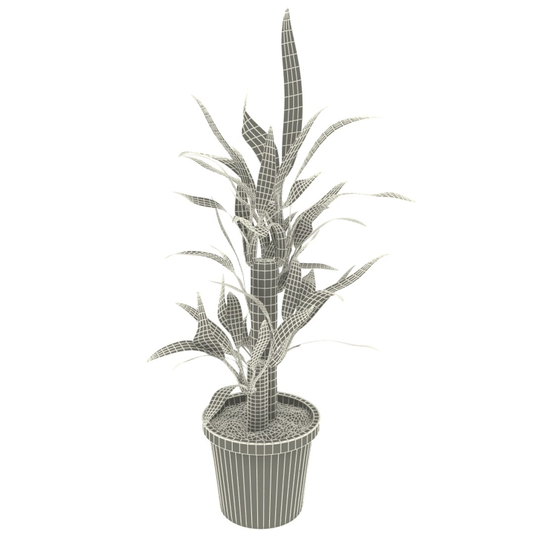 Dracaena Santa Rosa V2 3d Max