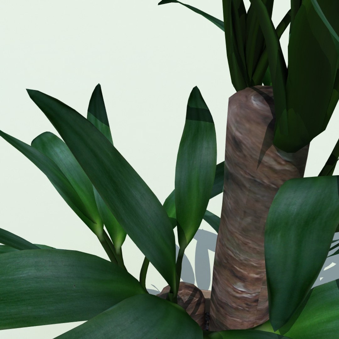 Dracaena Santa Rosa V2 3d Max