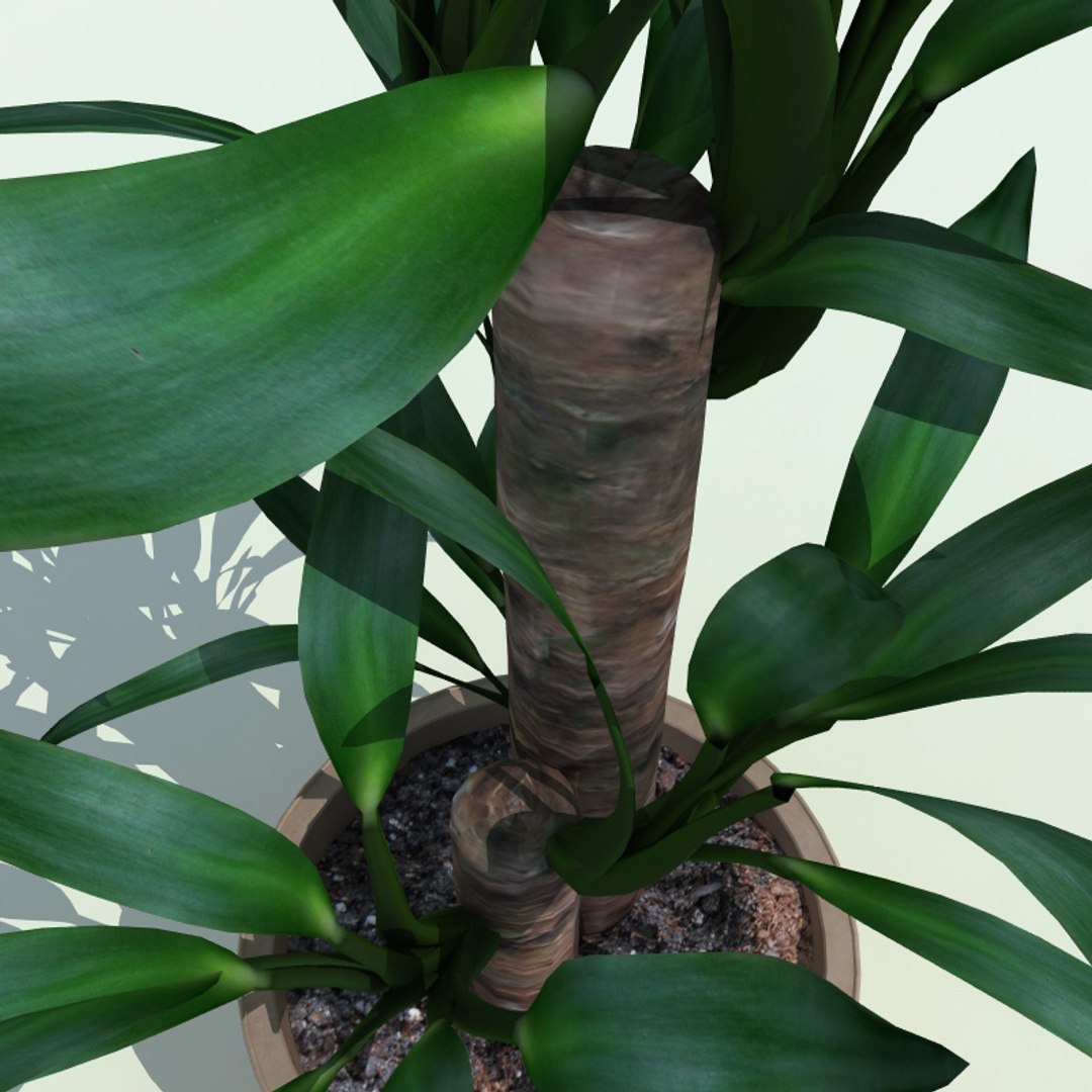 Dracaena Santa Rosa V2 3d Max