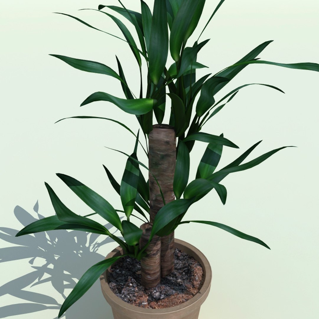 Dracaena Santa Rosa V2 3d Max