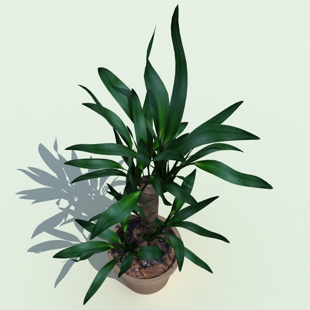 Dracaena Santa Rosa V2 3d Max