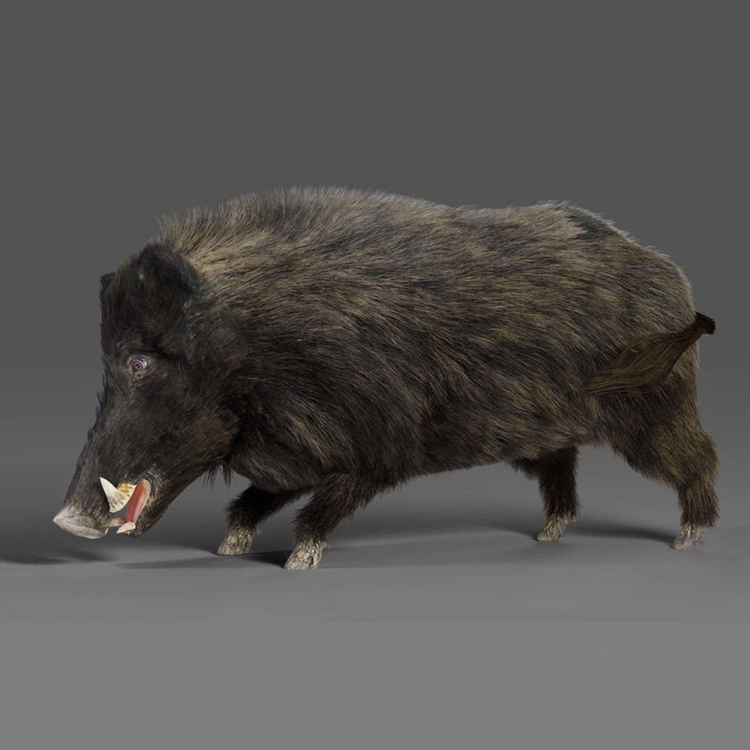 3D Model Fur Wild Boar Rigged In Blender - TurboSquid 1990602