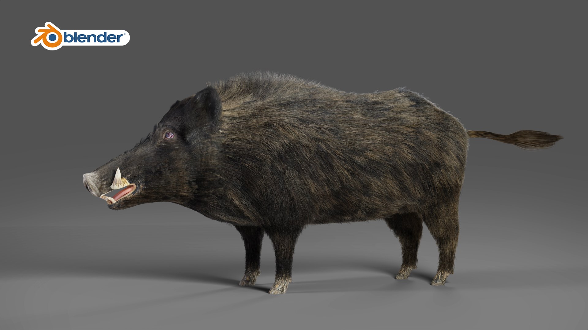 3D Model Fur Wild Boar Rigged In Blender - TurboSquid 1990602