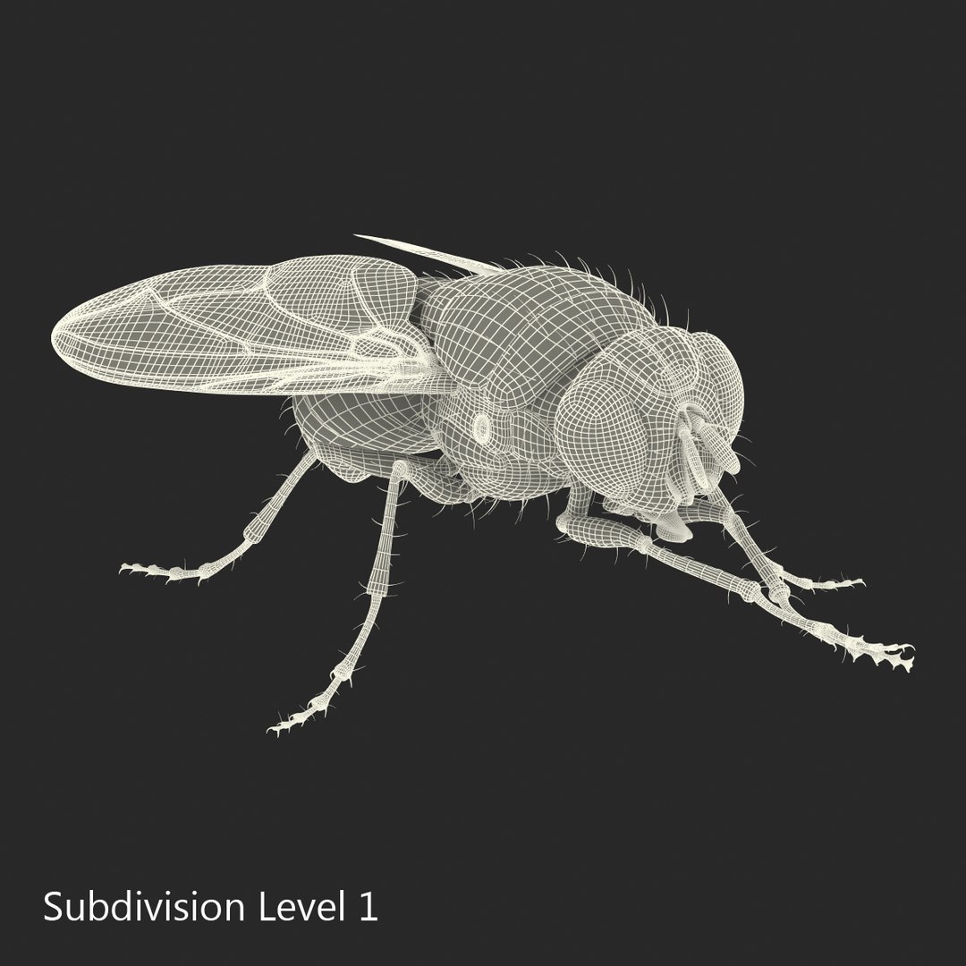 3d Green Bottle Fly Pose Model