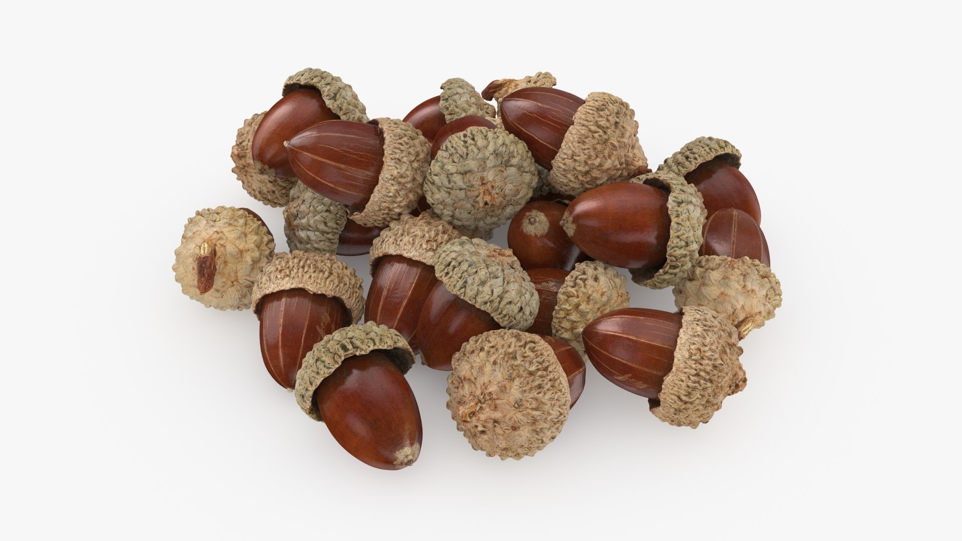 Pile Acorns 3D Model - TurboSquid 2283072