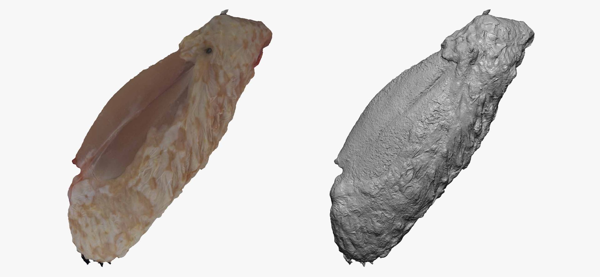 Chicken Wing 02 RAW Scan Model - TurboSquid 1819814