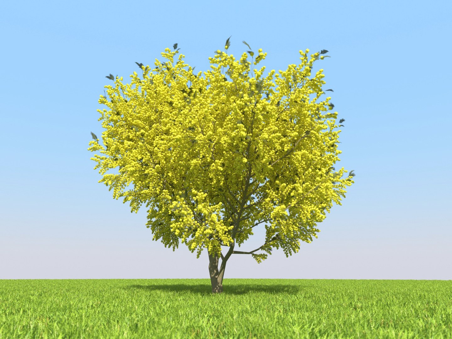 Realistic Acacia Tree 3D Model - TurboSquid 1387425