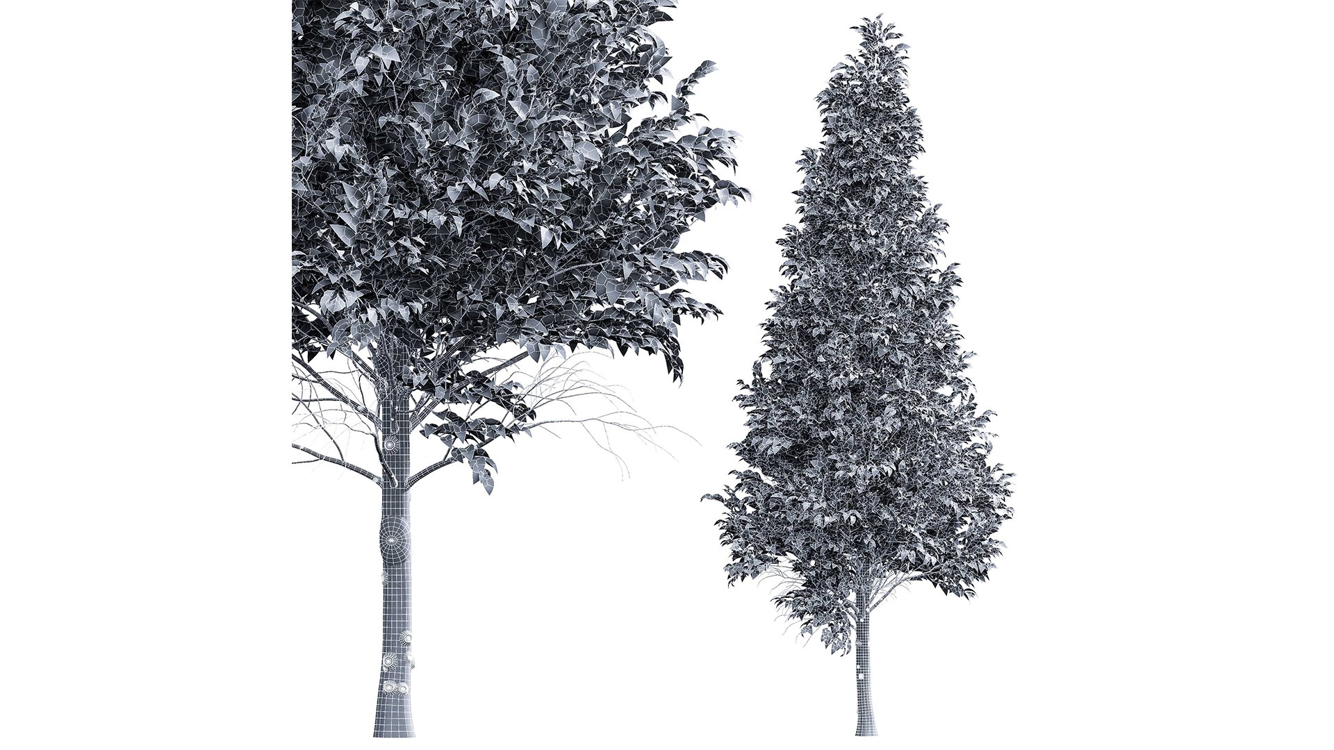 Carpinus Betulus-3 Trees-vray Max 3D - TurboSquid 2208001