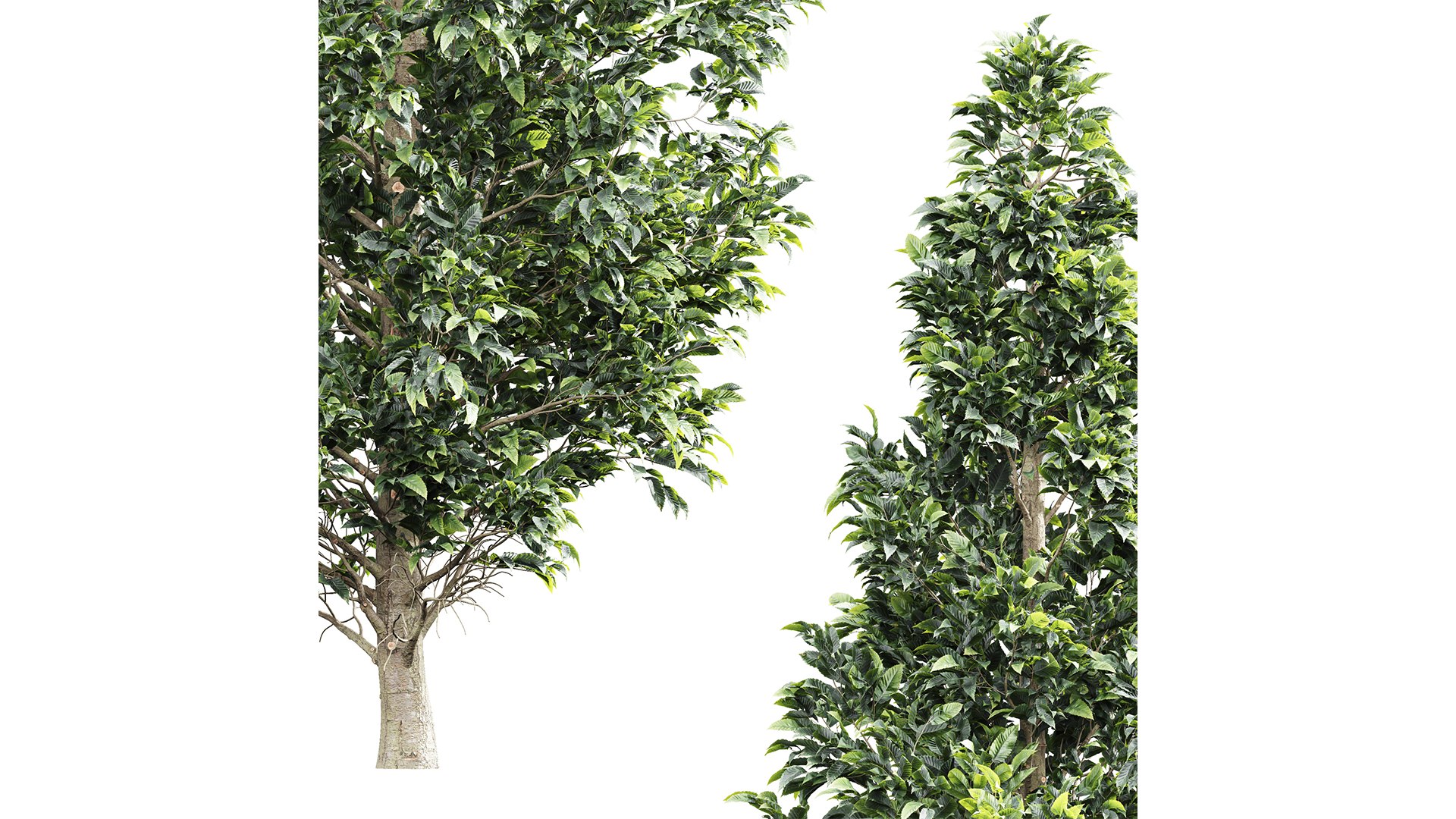 Carpinus Betulus-3 Trees-vray Max 3D - TurboSquid 2208001