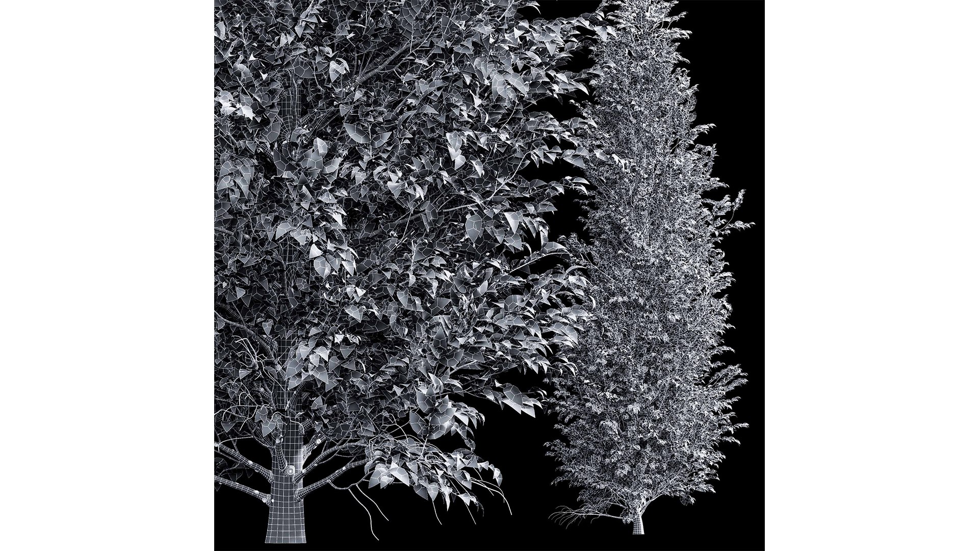Carpinus Betulus-3 Trees-vray Max 3D - TurboSquid 2208001