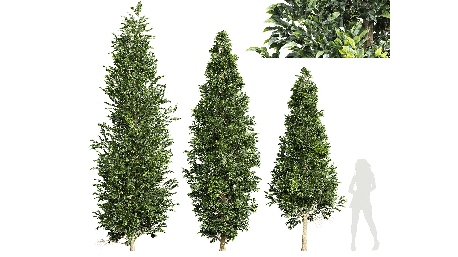 Carpinus Betulus-3 Trees-vray Max 3D - TurboSquid 2208001