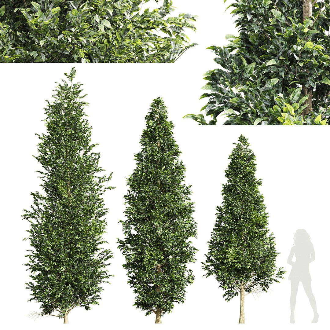 Carpinus Betulus-3 Trees-vray Max 3D - TurboSquid 2208001