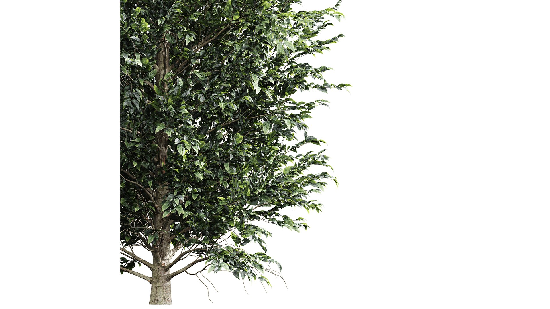 Carpinus Betulus-3 Trees-vray Max 3D - TurboSquid 2208001