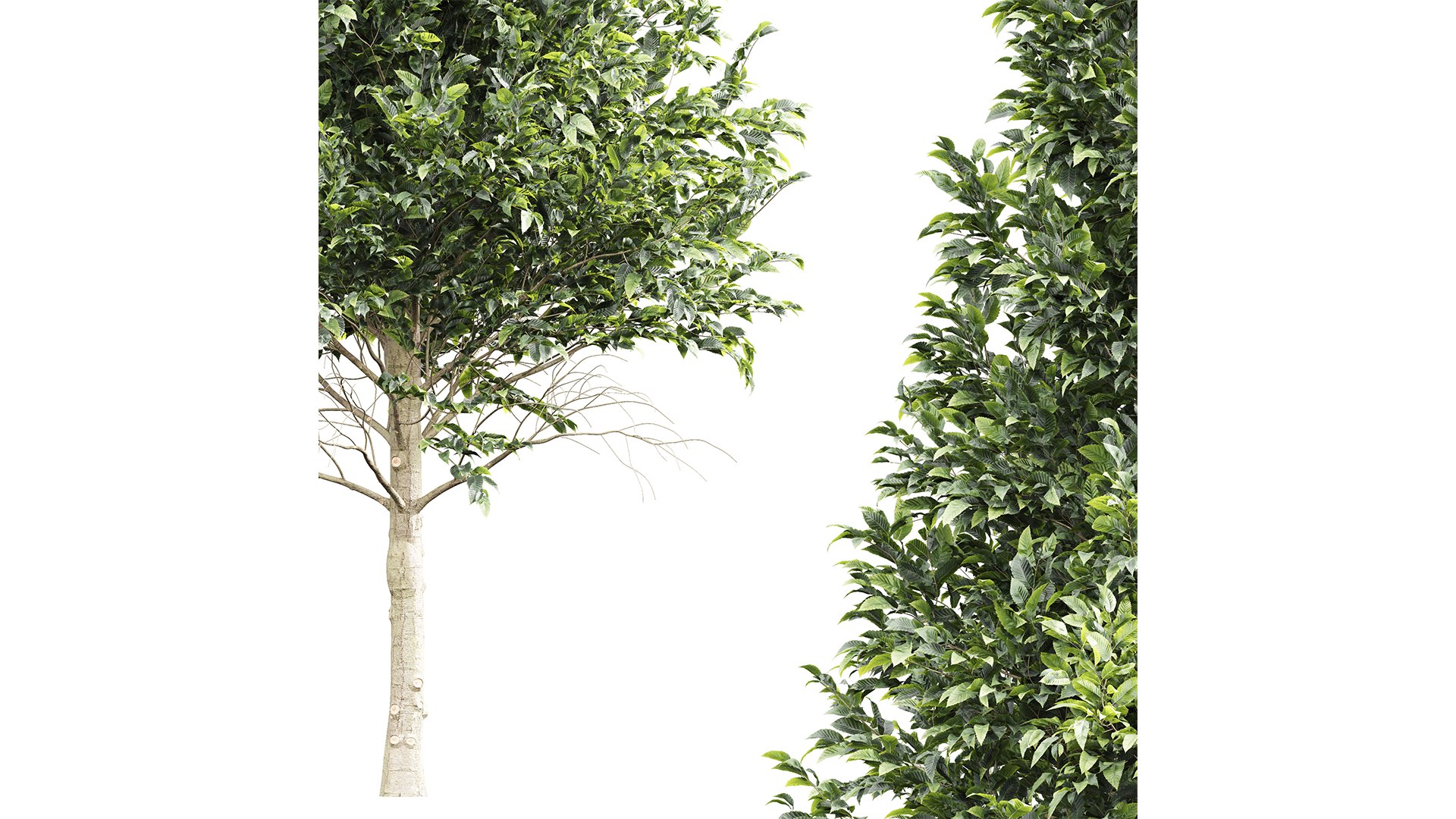 Carpinus Betulus-3 Trees-vray Max 3D - TurboSquid 2208001