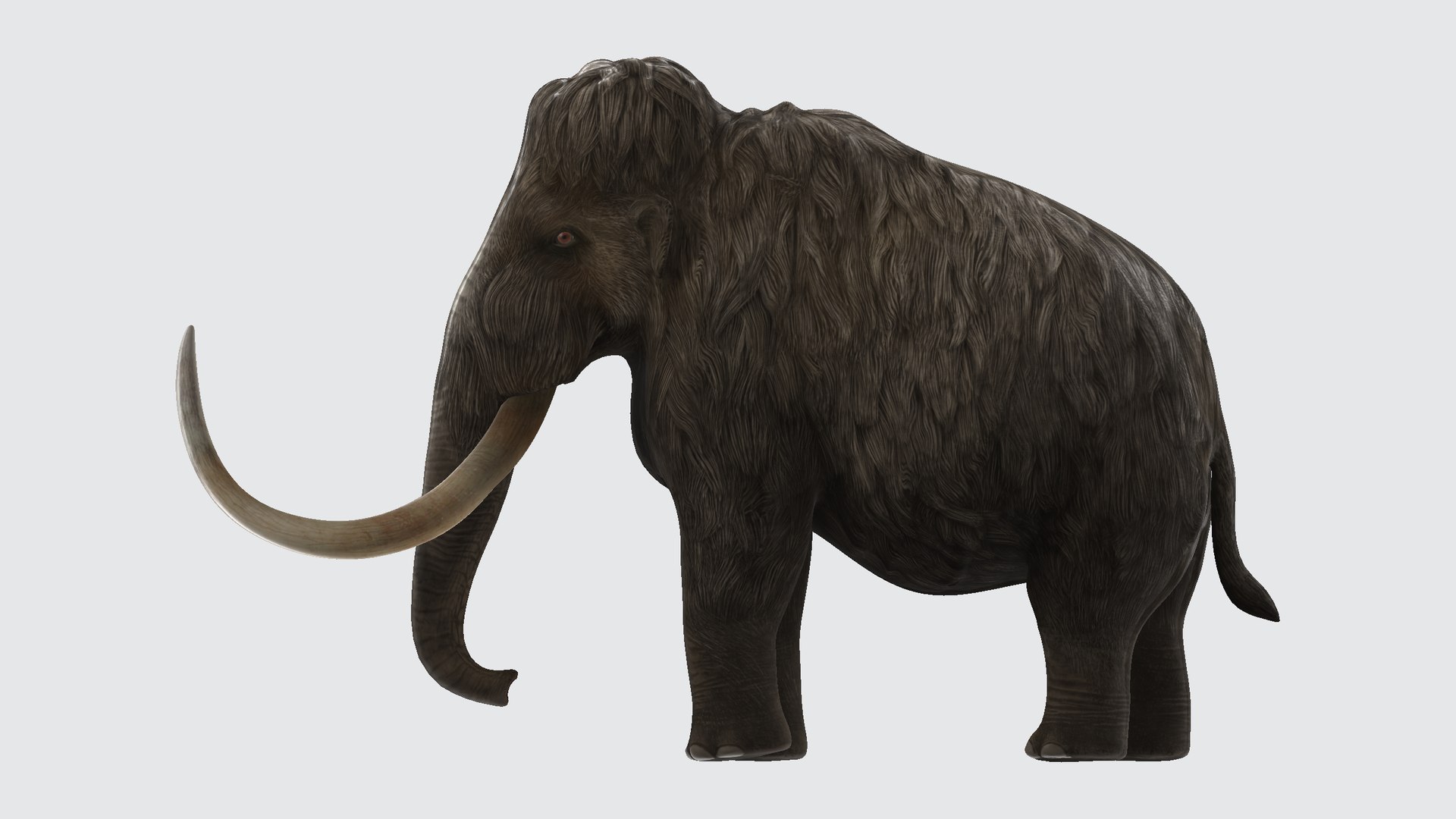 Woolly Mammoth 3D Model - TurboSquid 2346689
