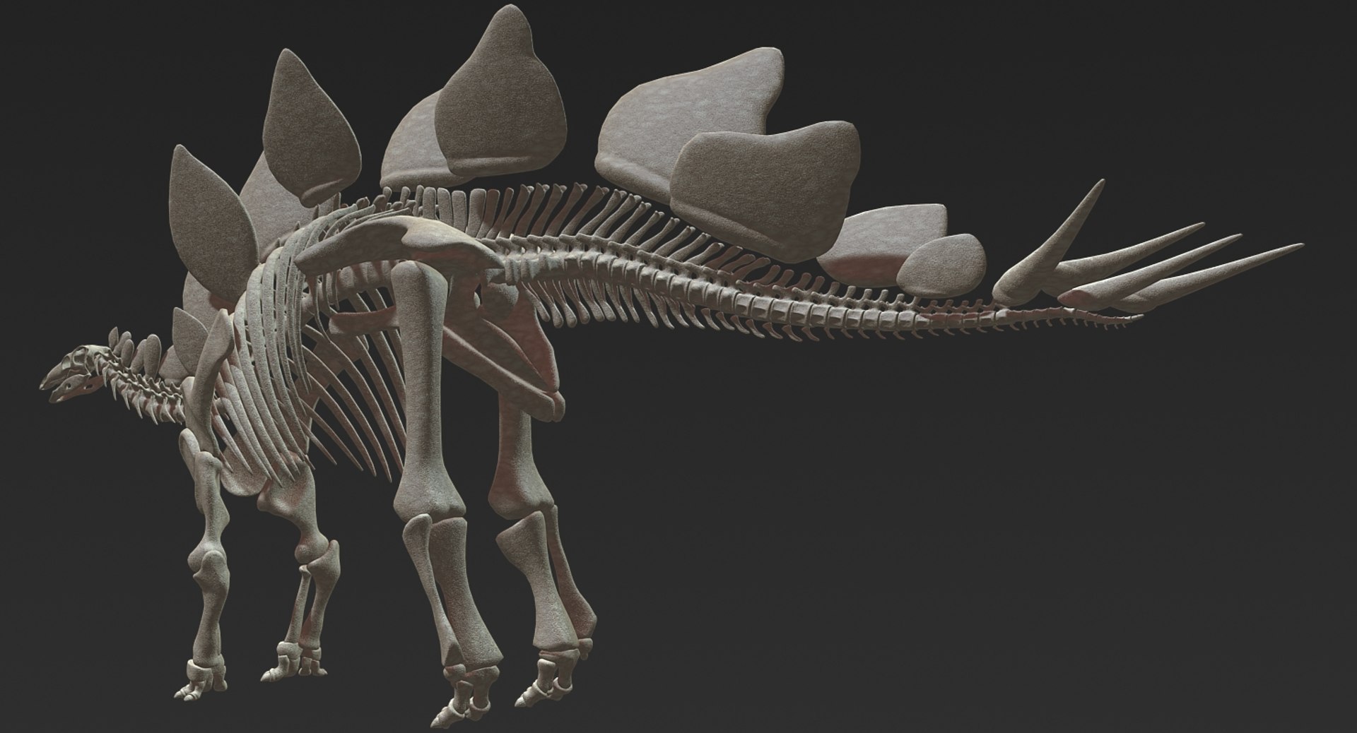 Stegosaurus Skeleton 3D - TurboSquid 1284674