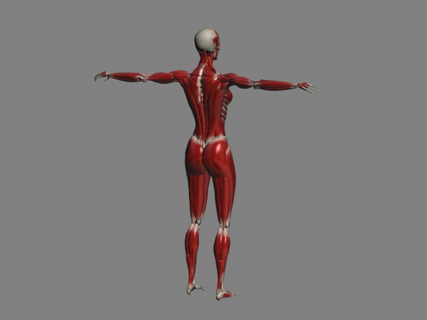 cghuman: eve muscles skeleton 3d model