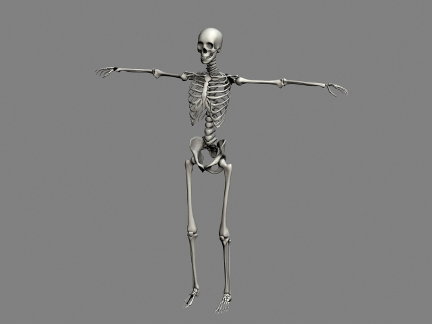 cghuman: eve muscles skeleton 3d model