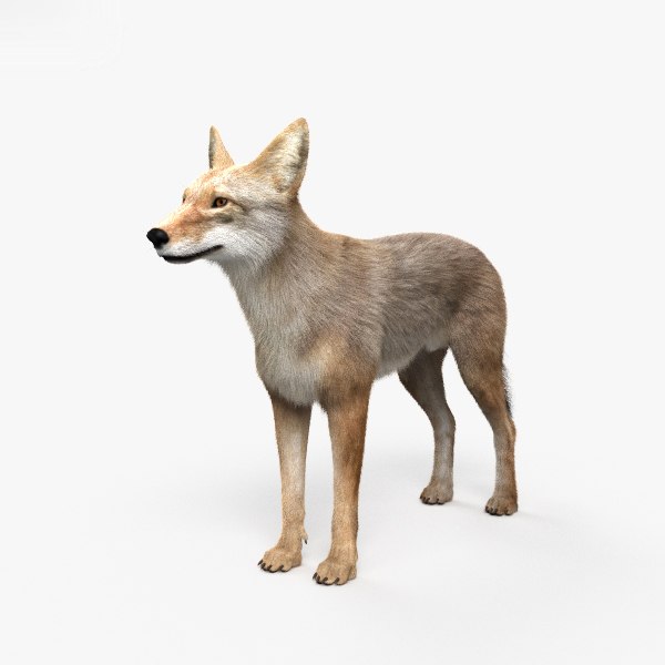 Coyote 3D Models for Download | TurboSquid
