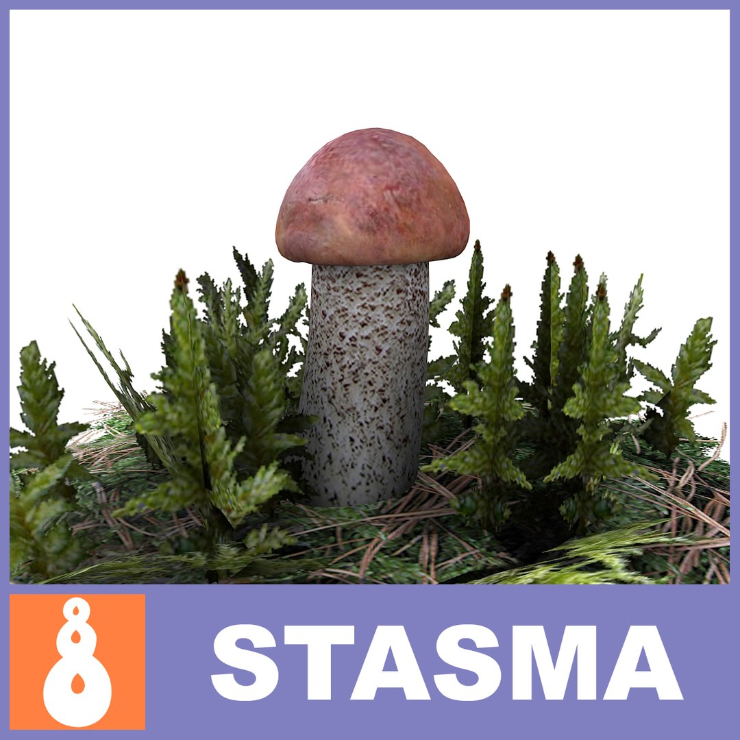 3d Boletus Edulis C Model