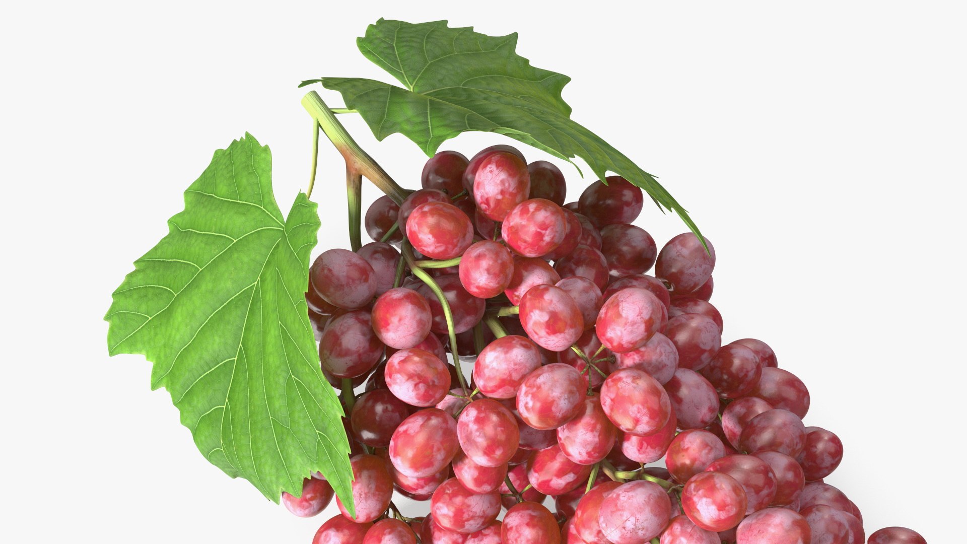 Sultana Red Grape Cluster Lying 3D - TurboSquid 2179986
