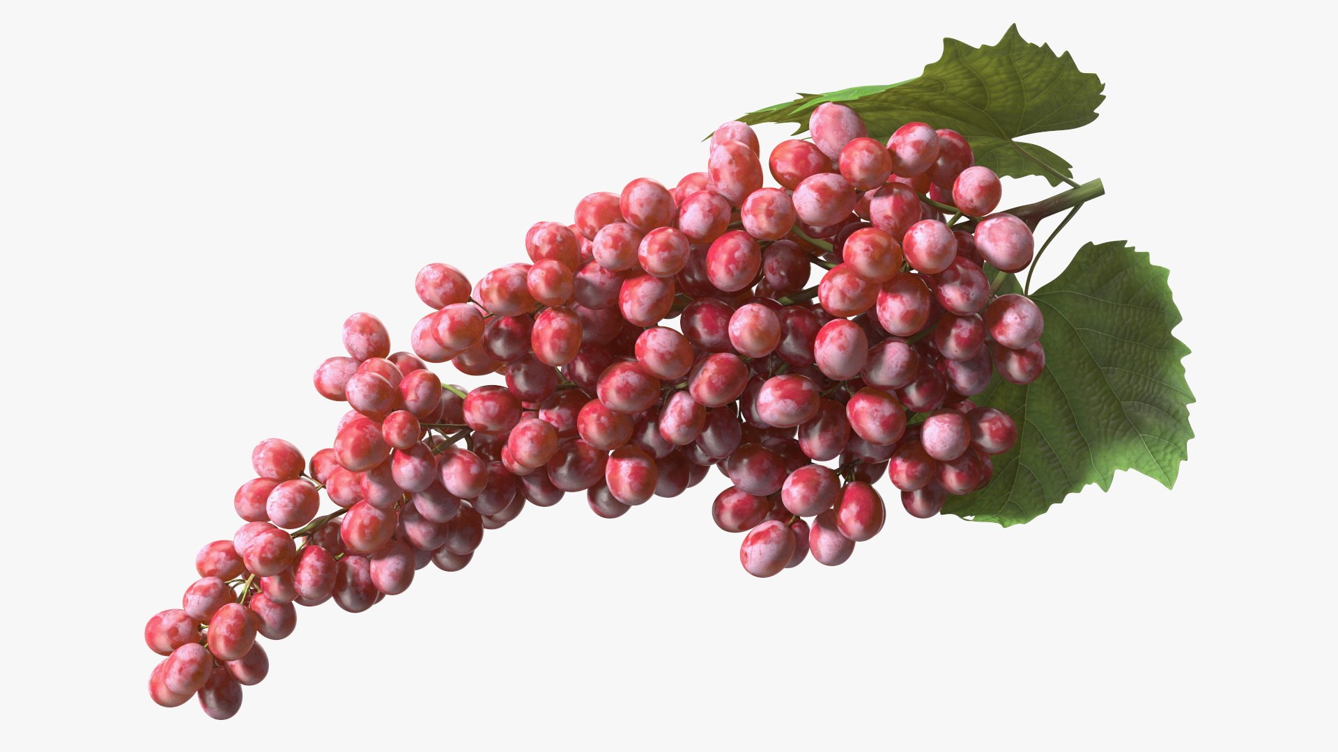 Sultana Red Grape Cluster Lying 3D - TurboSquid 2179986