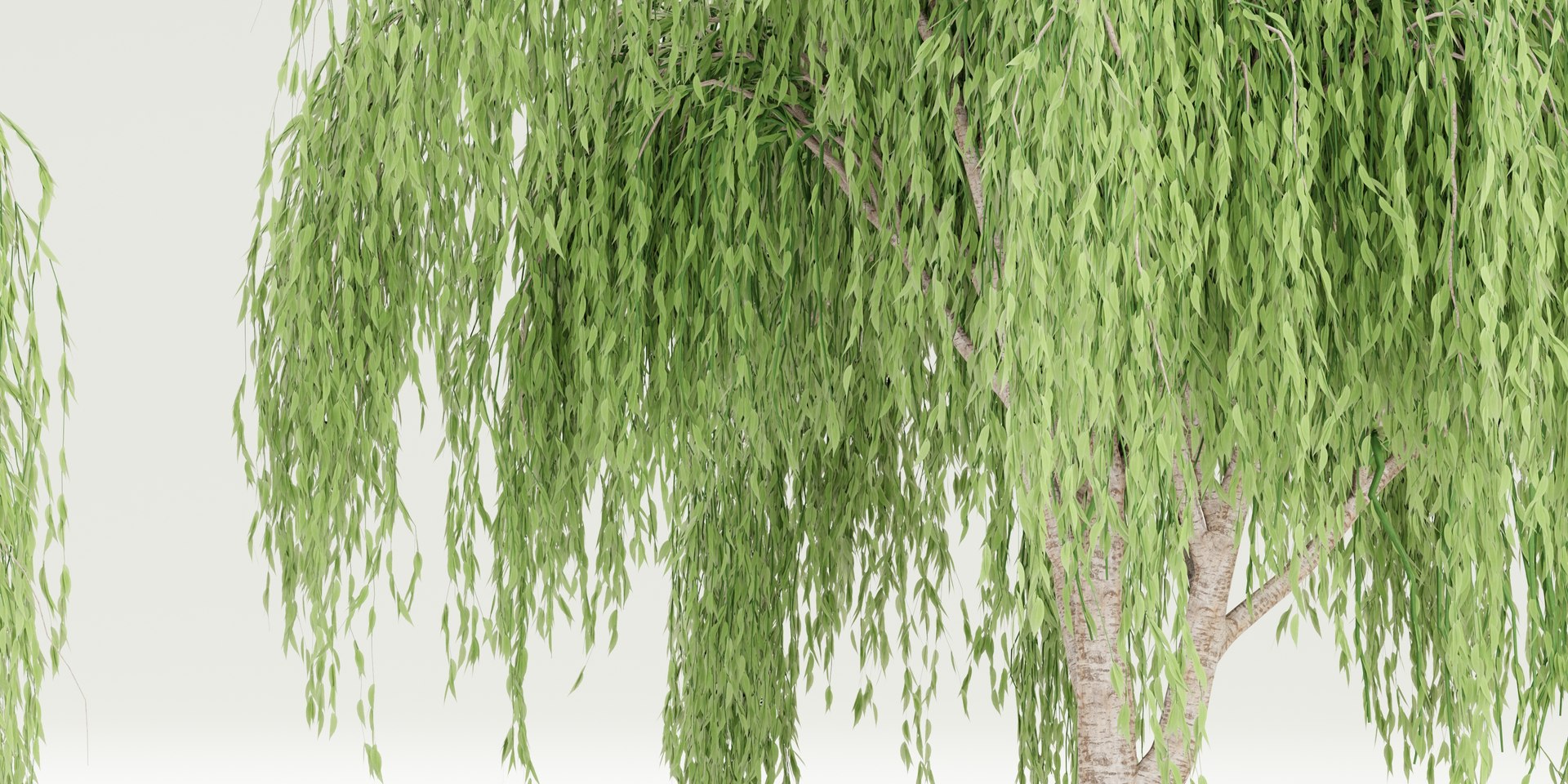 3D Willow Trees Vol 7 Model - TurboSquid 2101758