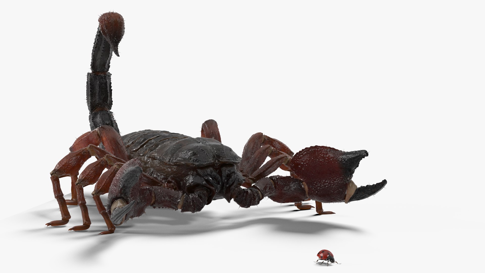 Hunting Scorpion Fur Animated Rigged For Maya 3D - TurboSquid 2468968