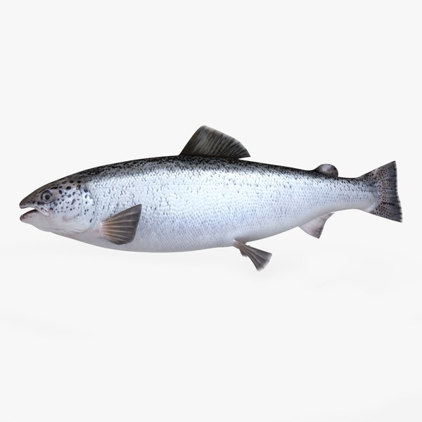pike fish animation 3d model
