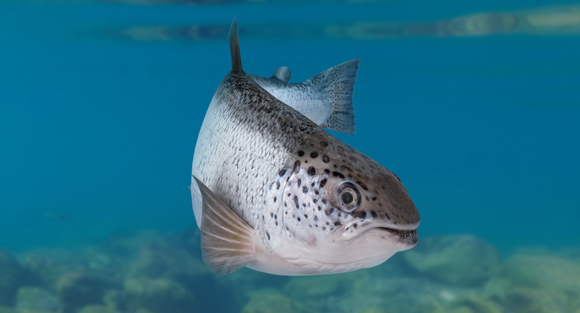 Salmon Fish Animation 3d Max