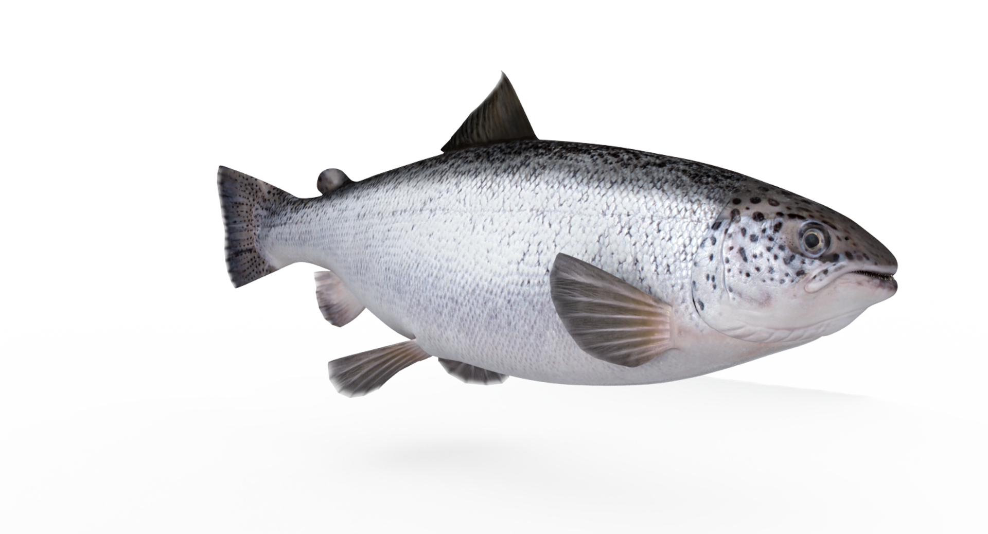 Salmon Fish Animation 3d Max