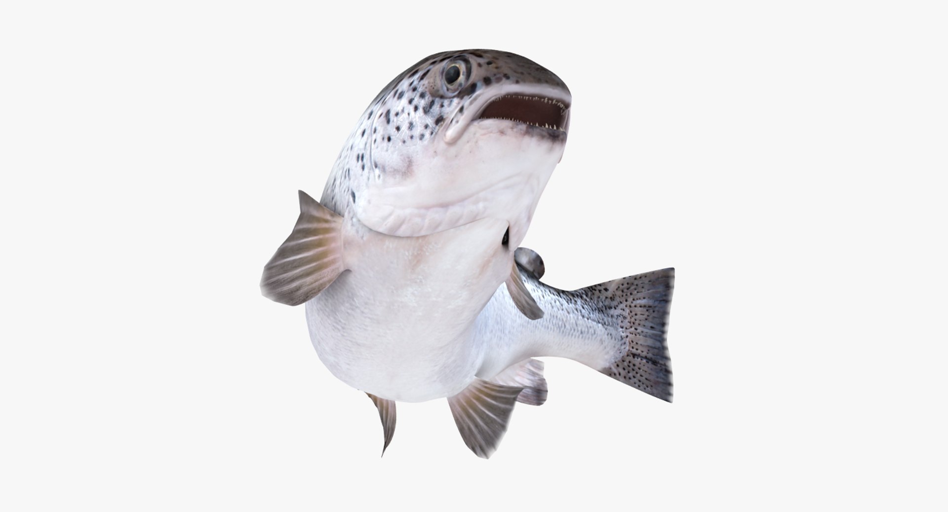 Salmon Fish Animation 3d Max