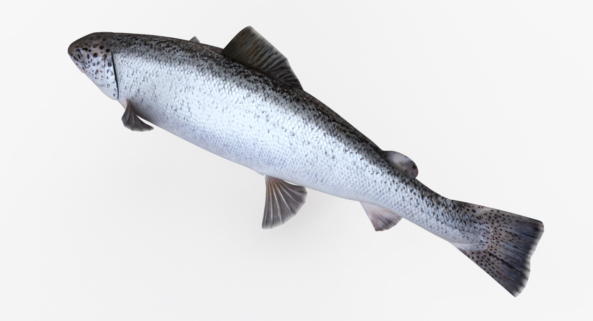 Salmon Fish Animation 3d Max