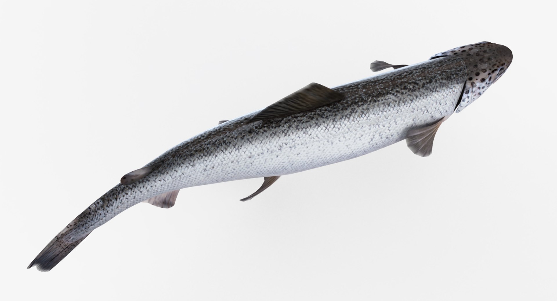 Salmon Fish Animation 3d Max