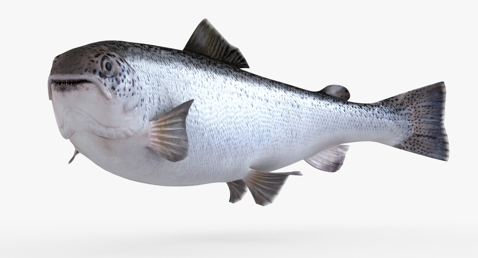 Salmon Fish Animation 3d Max