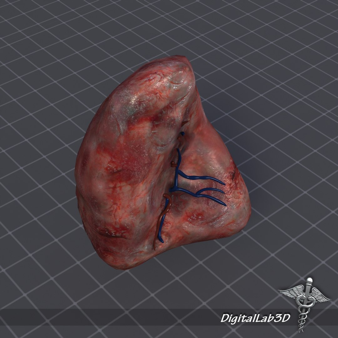 Spleen Medical Animation 3d Model