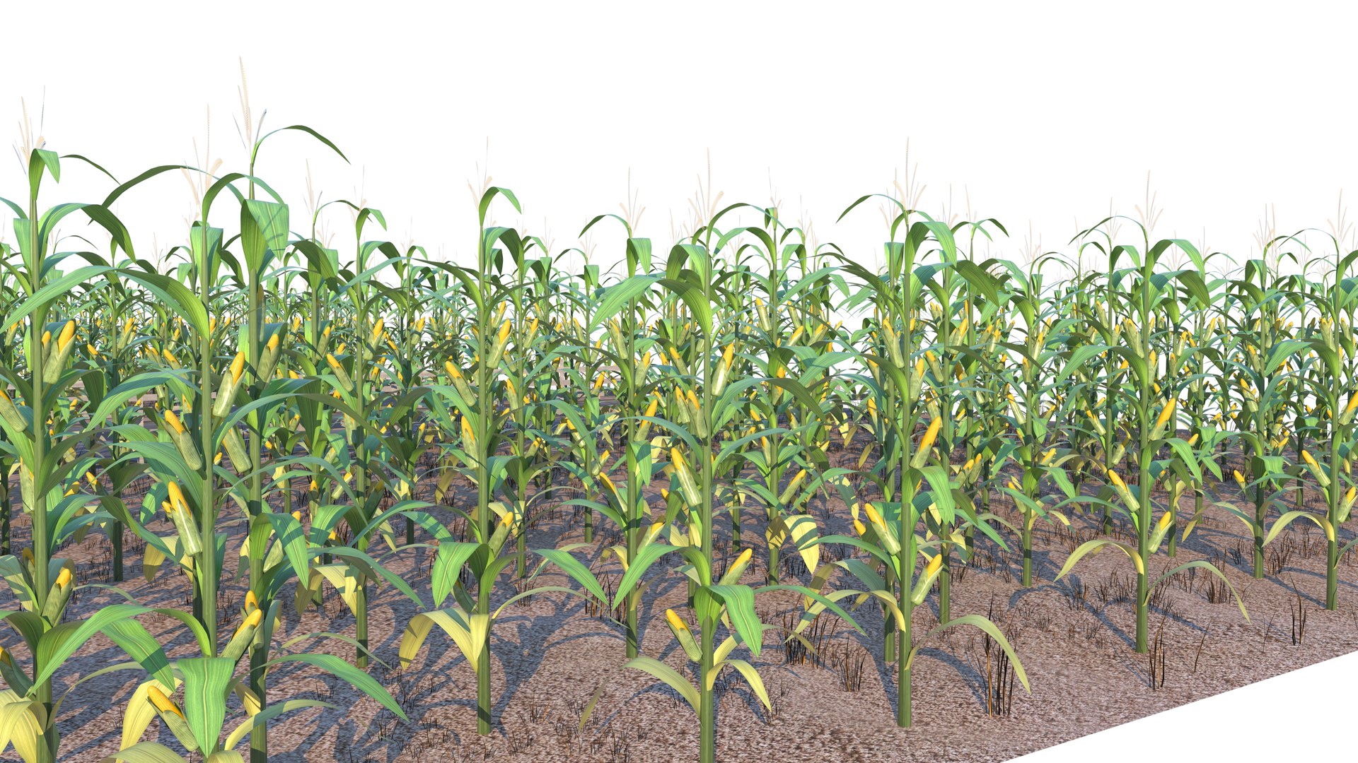 3D Cornfield Model - TurboSquid 2176441