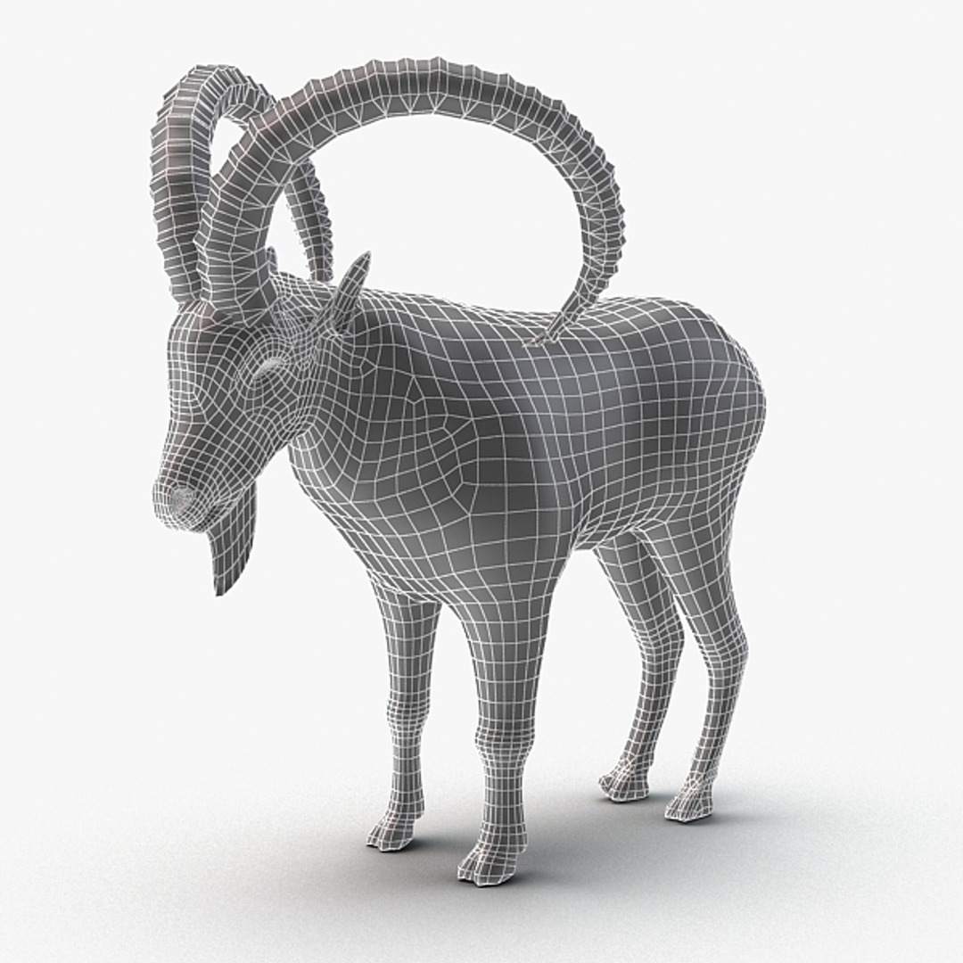 3d Model Ibex