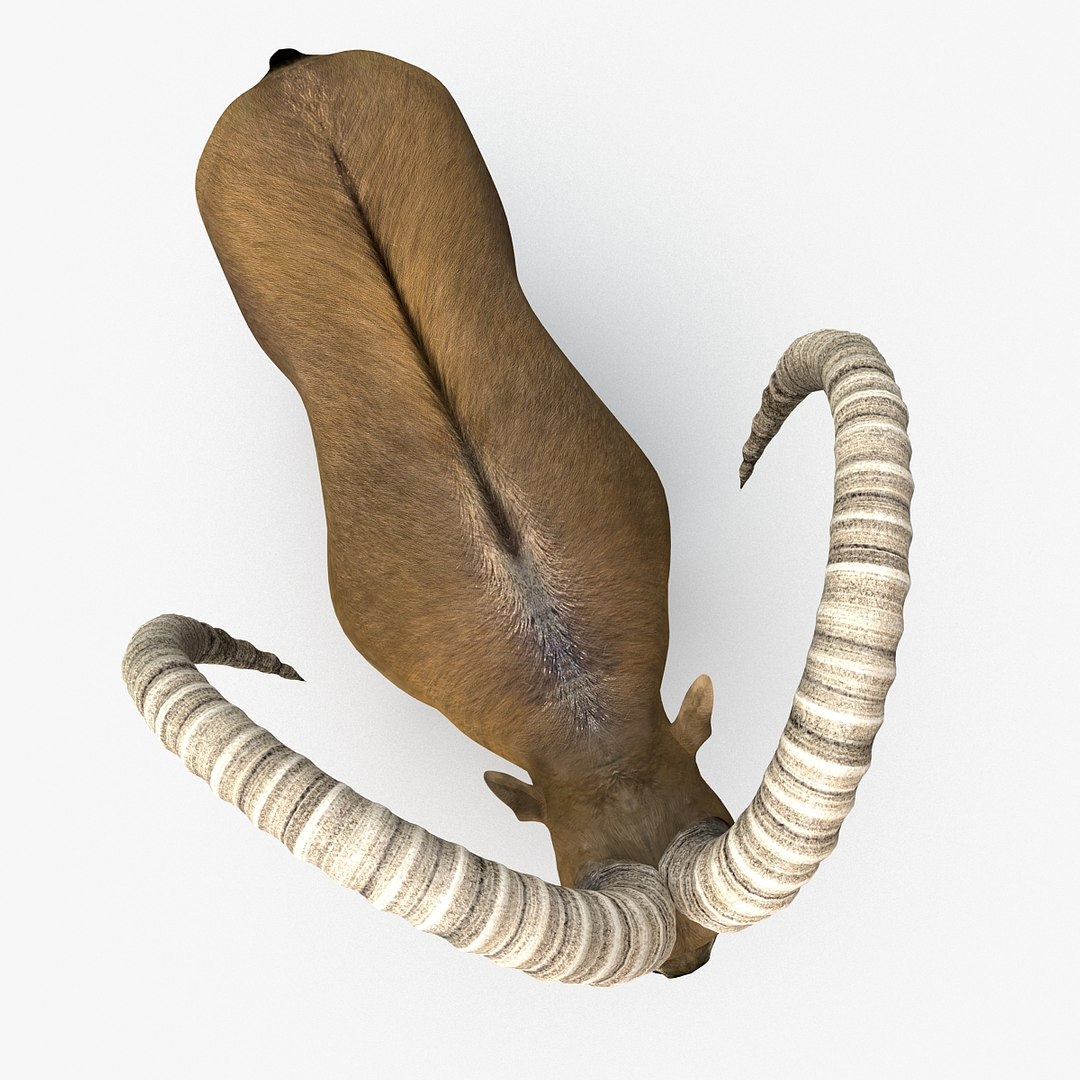 3d Model Ibex